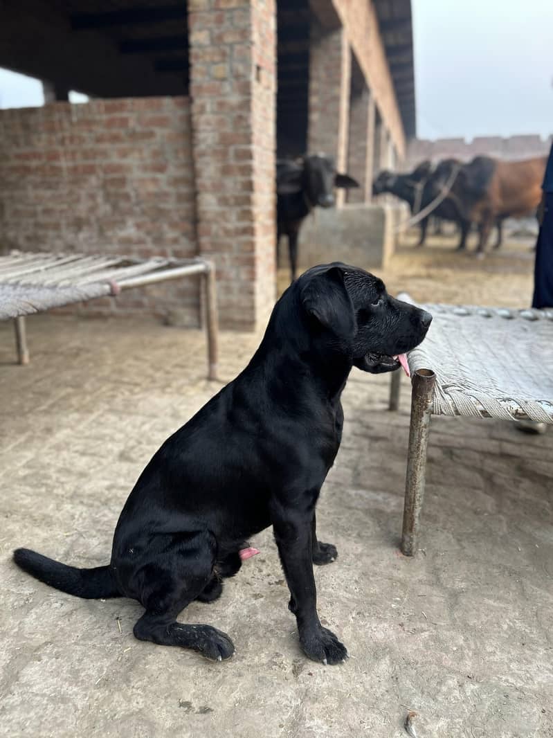 Labra dog original quality - Dogs - 1108581837