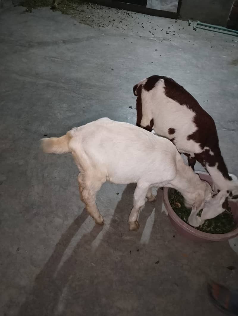 Goat | Bkri | Female Goat | Rajnpuri Female Goat | Goat Kids For Sale ...