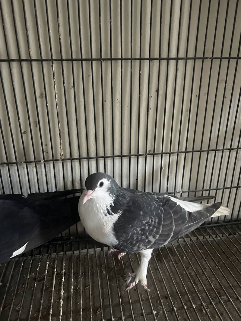 Deal on Fancy pigeon - Pigeons - 1108587804