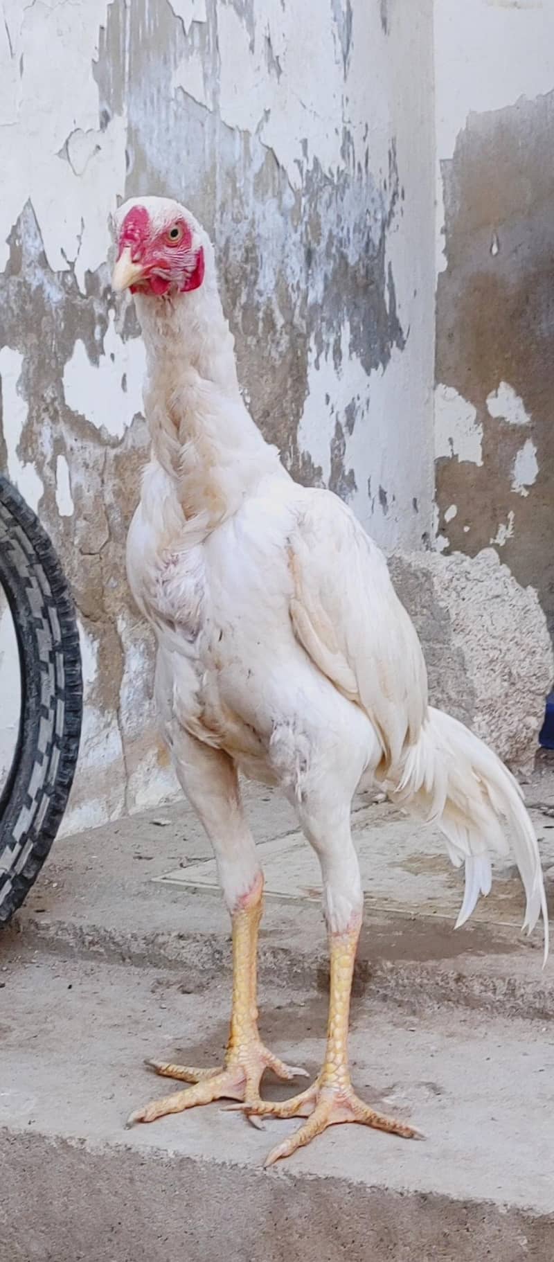 Quality Heera long height Patha - Hens - 1107745305
