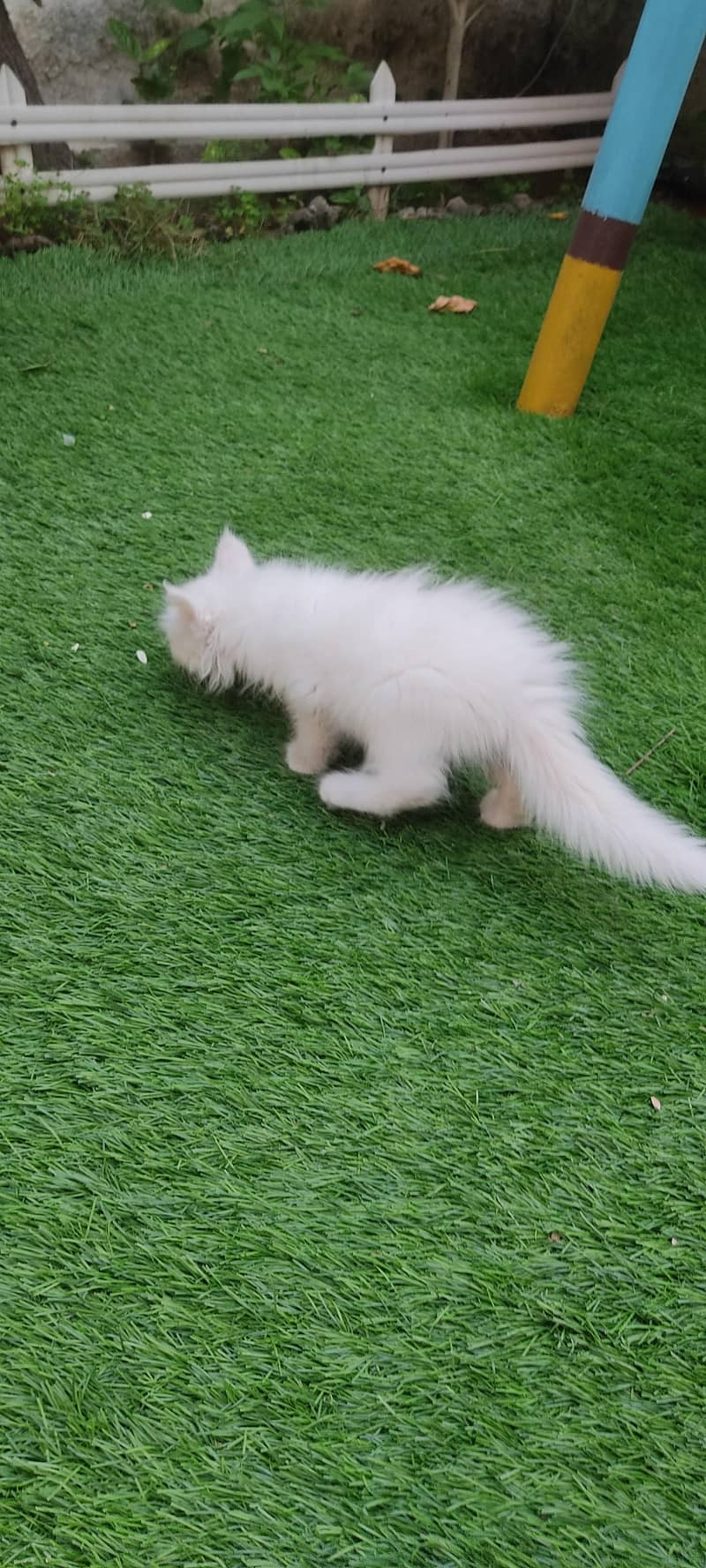 Persian kittens | double Coat | white Fluffy male |sami punch - Cats ...