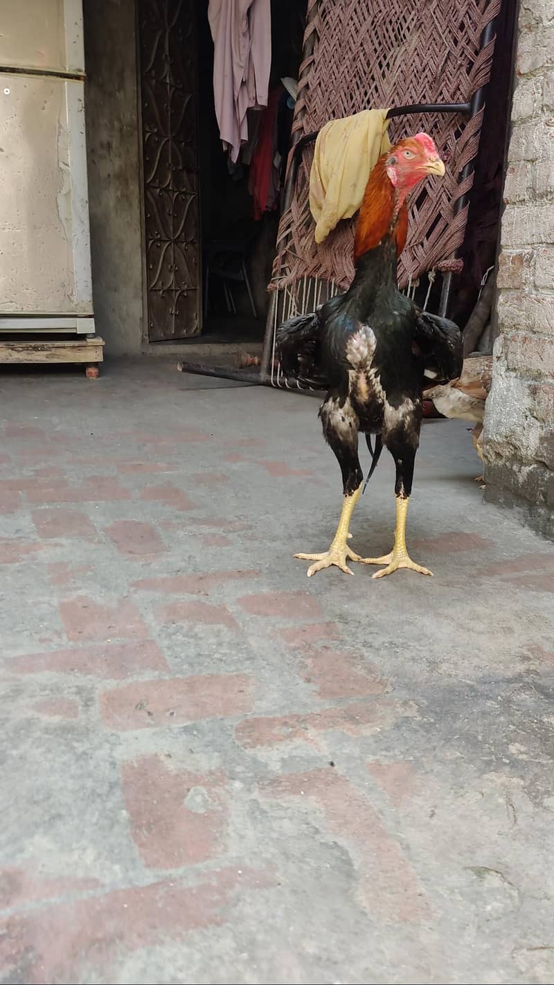 Japanese shamo/ pure aseel shamo/ black shamo /king size shamo female ...