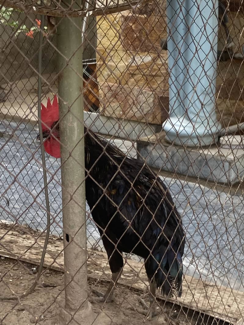 Australop and golden misri mix murga - Hens - 1108603919