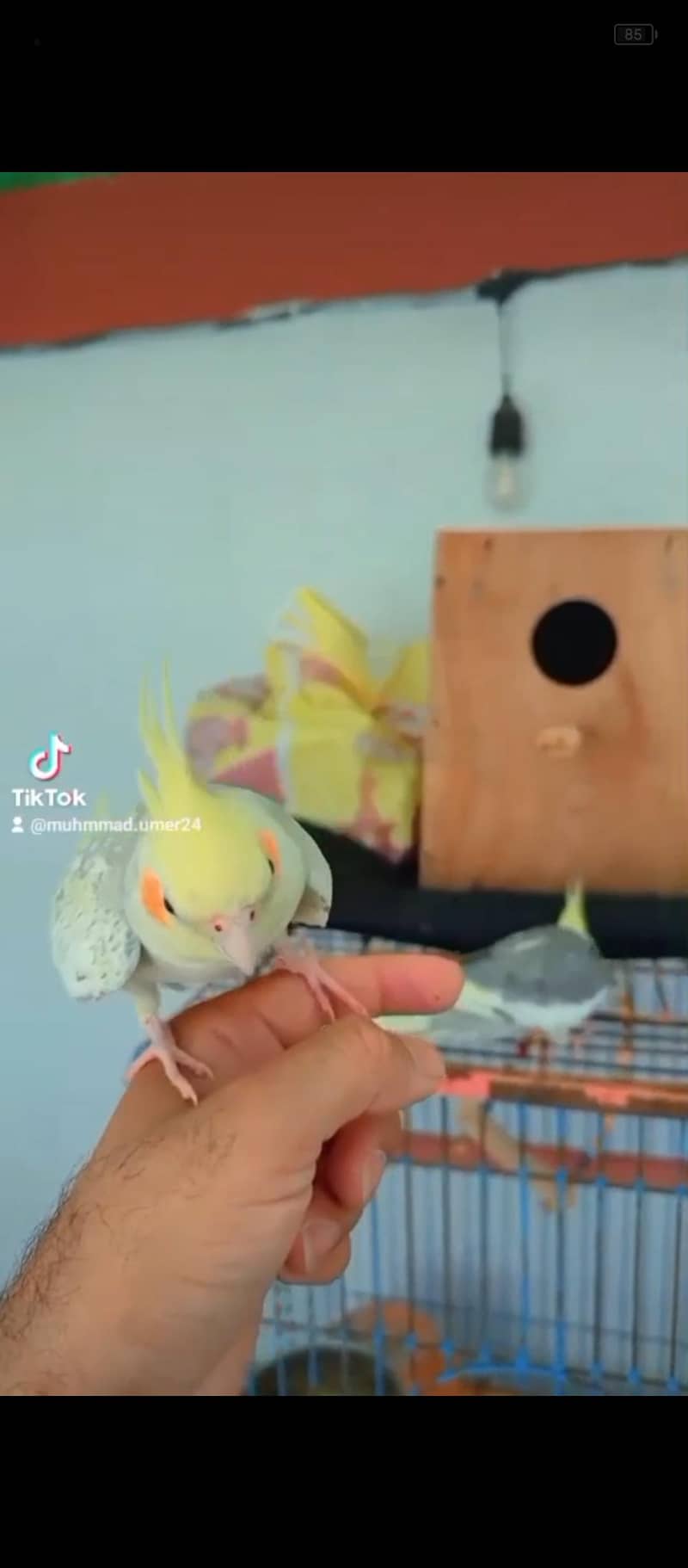 full hand tame and breader pair zero bite - Parrots - 1108606547