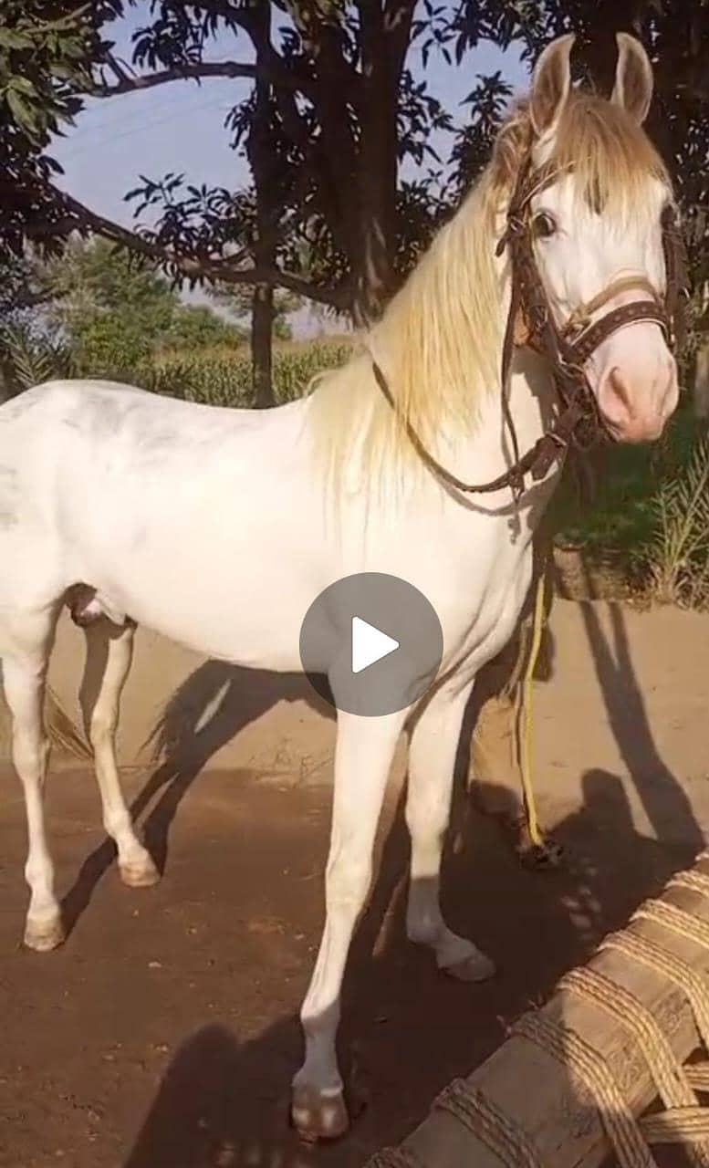 Torey bazz dancer Ghoray - Horses - 1108613038