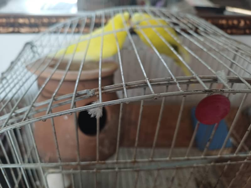 Australian parrots pair - Parrots - 1108620397