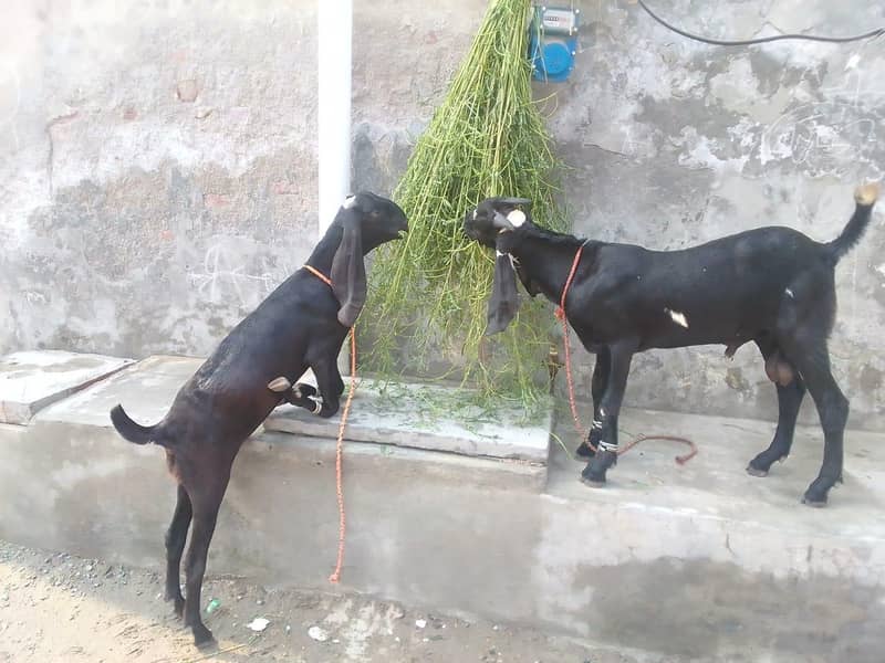 ghar myn rakhny wali nasli cheez - Goats - 1108621039