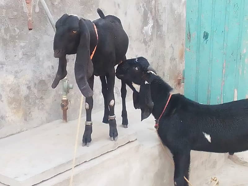 ghar myn rakhny wali nasli cheez - Goats - 1108621039