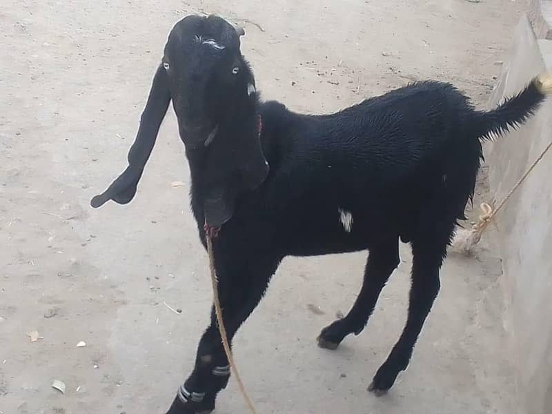ghar myn rakhny wali nasli cheez - Goats - 1108621039