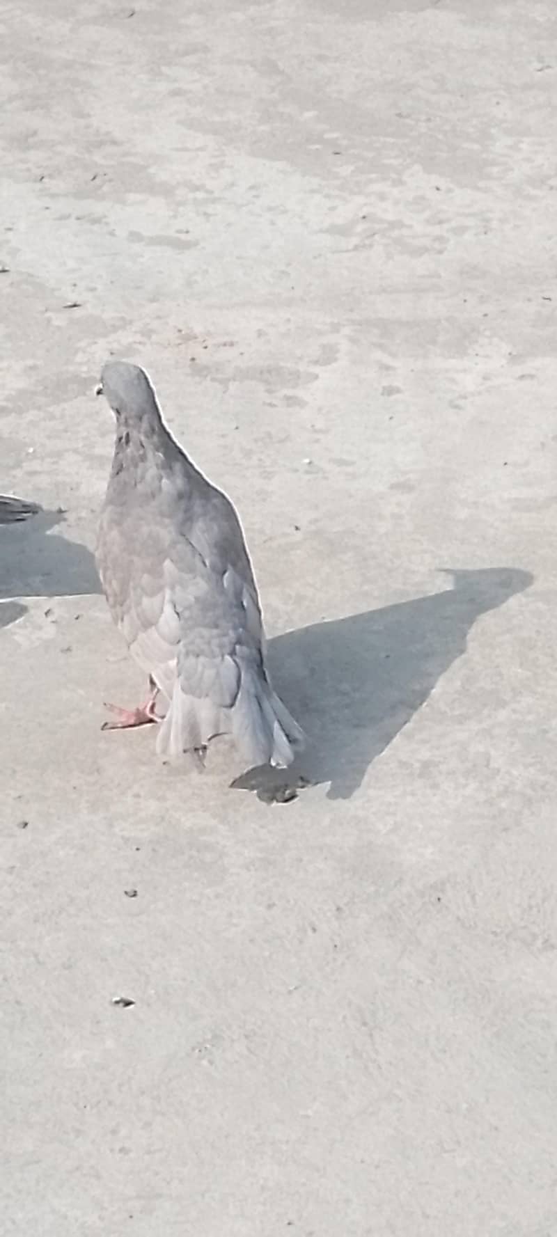 Desi murga murgi one pair kabootar price 1000 923165372672 - Hens ...