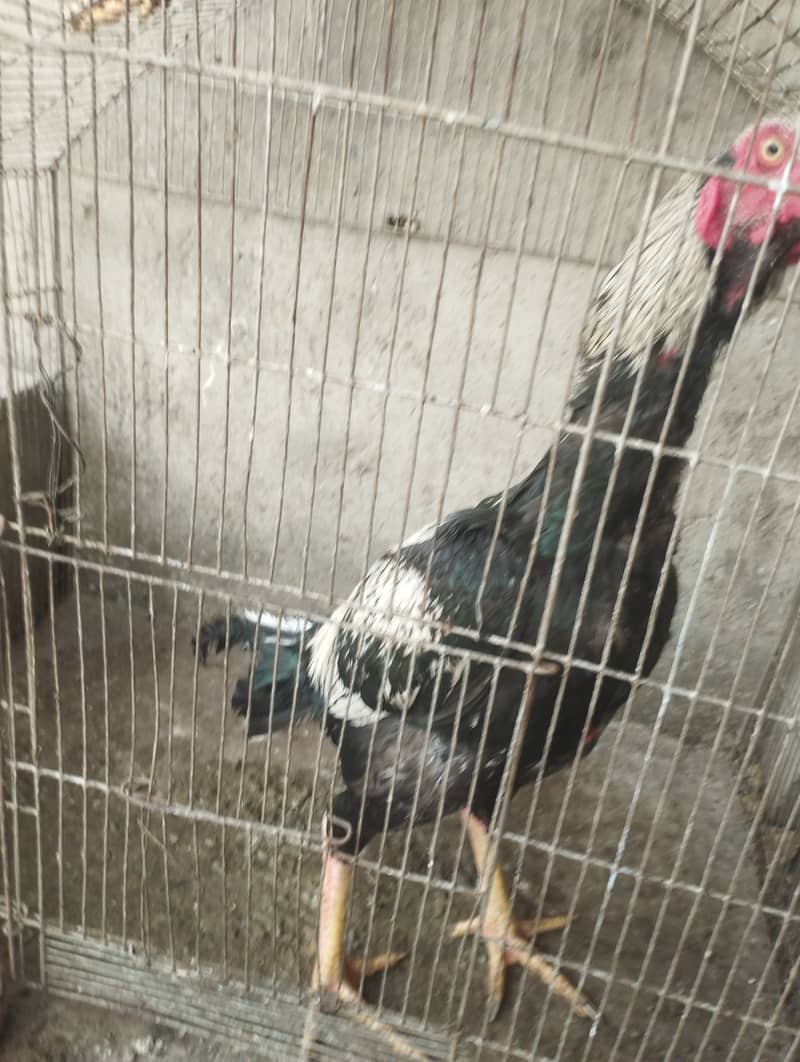 Old blood line. . mianwali breed. . high quality. . nok nali eyes ...