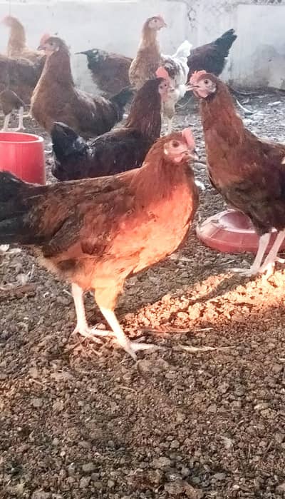 golden misri | desi murga | golden misri patha | desii hens - Hens ...