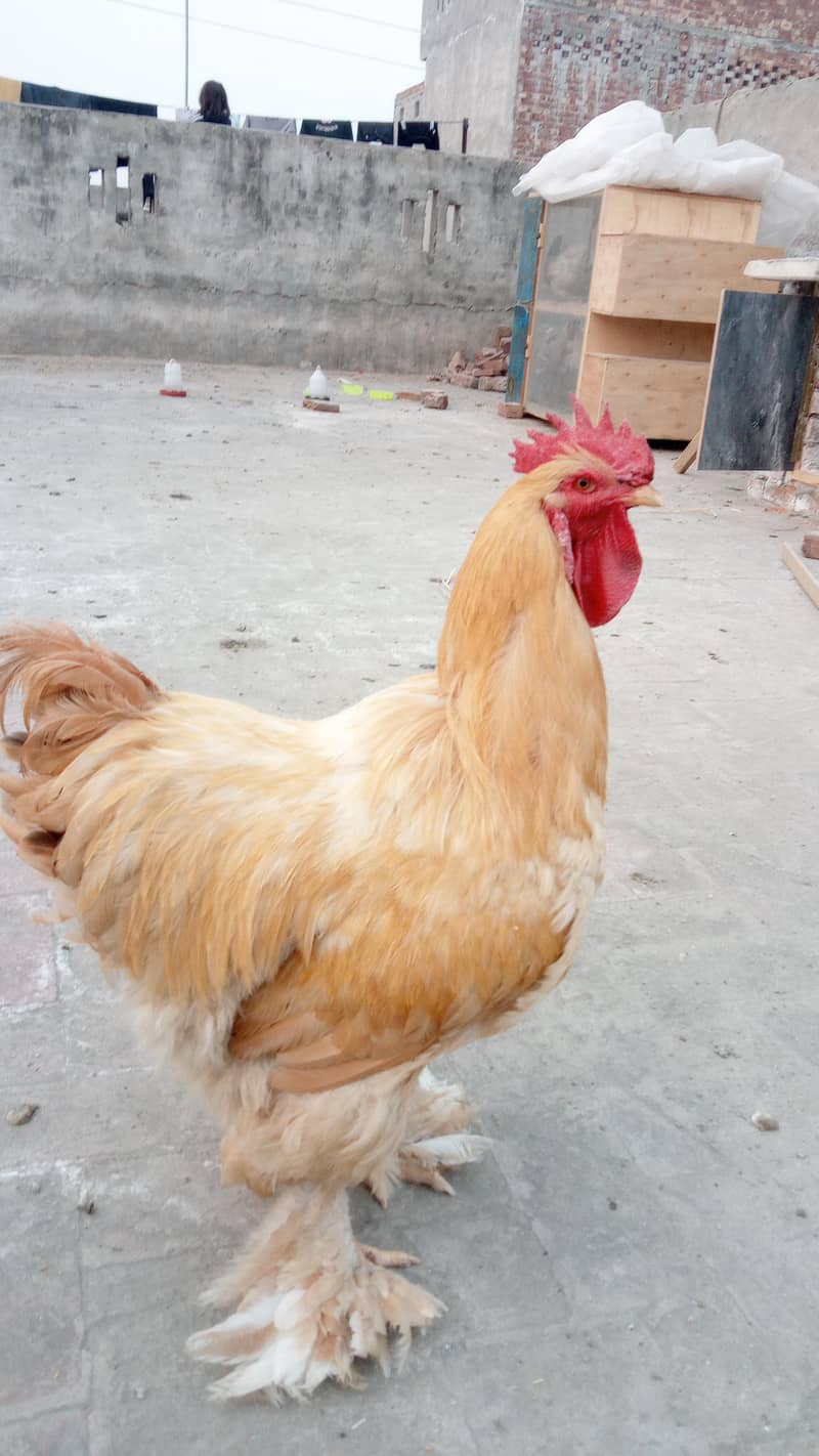 heavy golden buff - Hens - 1108647096