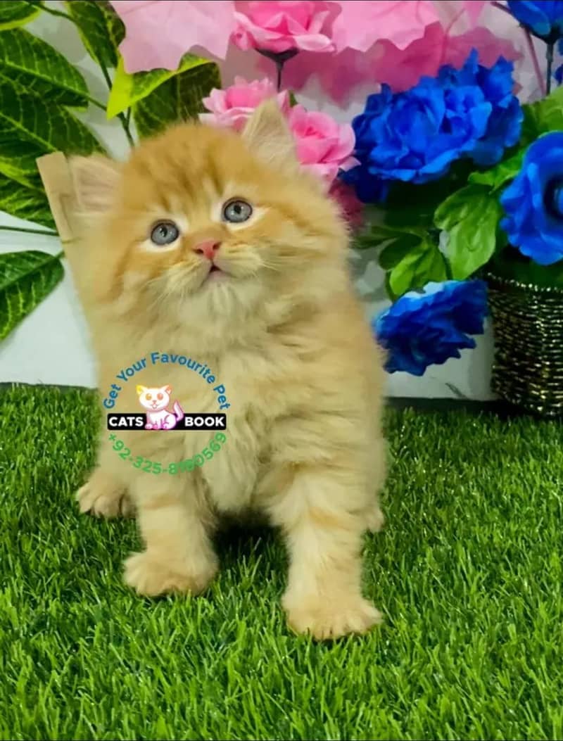 Persian Kittens | Fawn Ginger Triple Coated | Punch face | fluffy |cat ...
