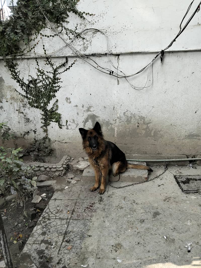 call me - Dogs - 1108660188