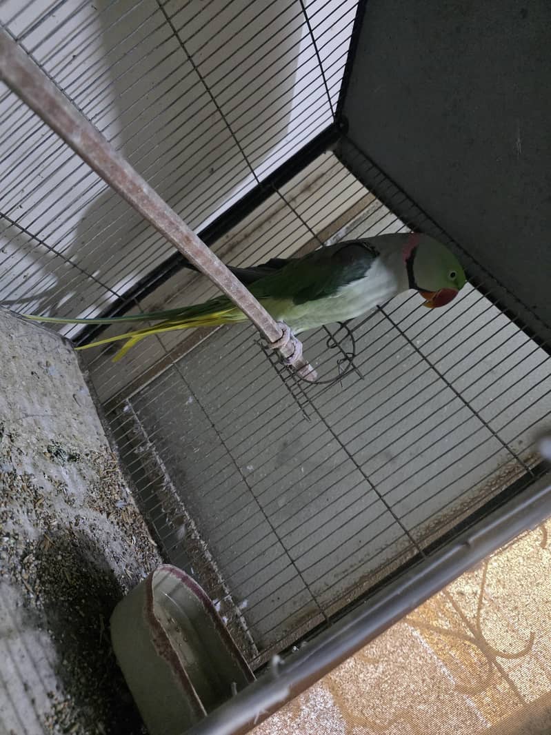 green raw parrot - Parrots - 1108675199