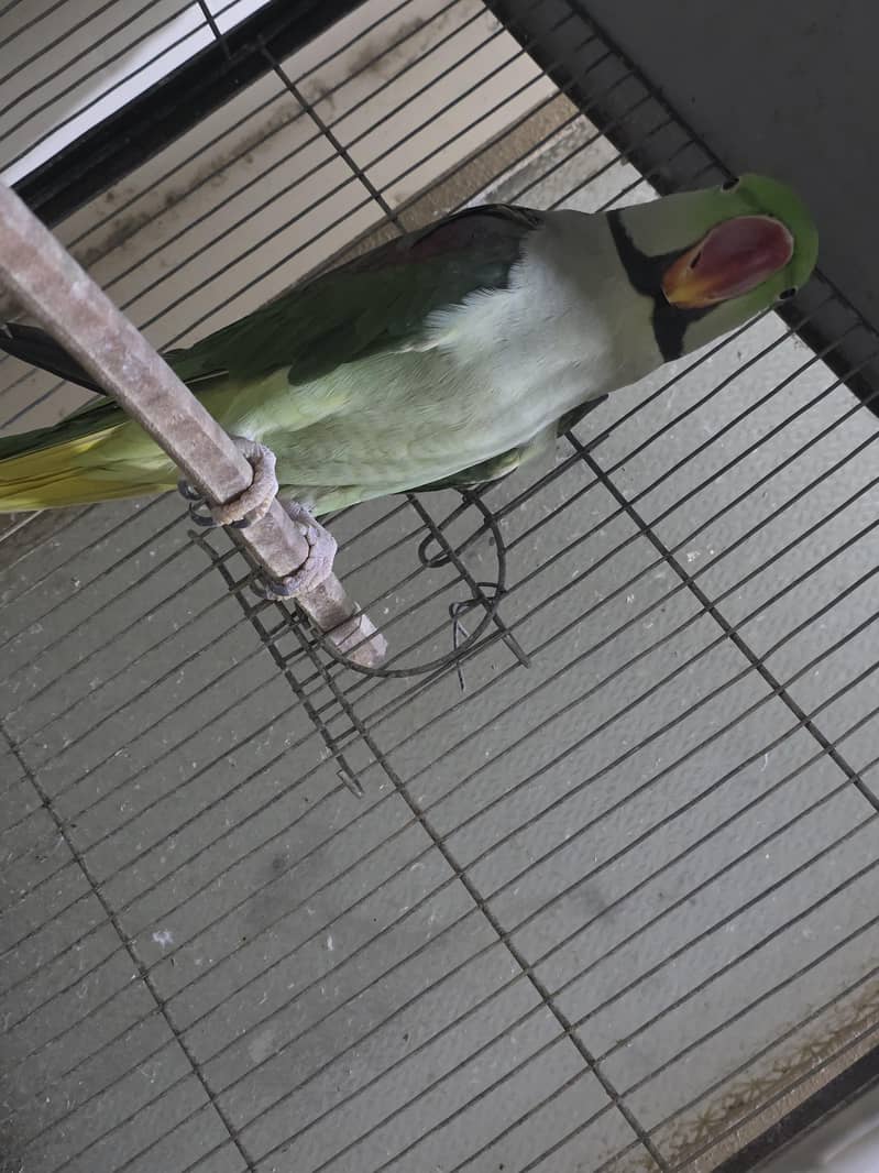 green raw parrot - Parrots - 1108675199