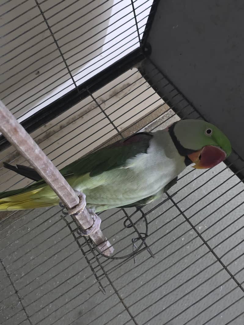 green raw parrot - Parrots - 1108675199