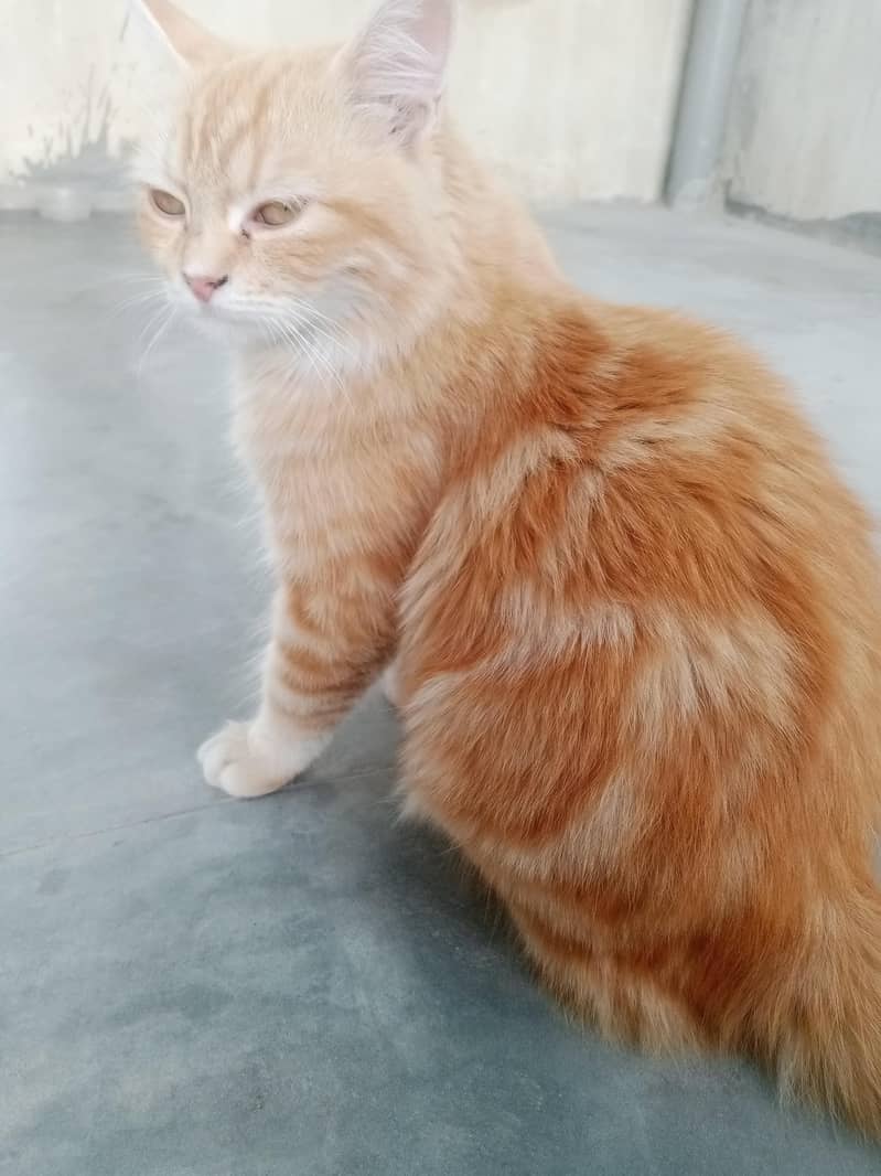 persion cat (03452601876) - Cats - 1108681009