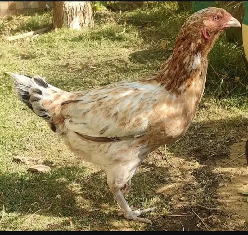 Aseel sindhi murgi egg lying - Hens - 1108682114