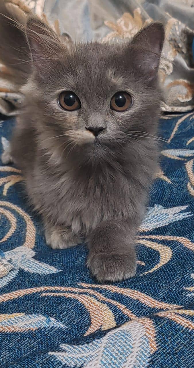 triple coted percian female cat ,5 months old ,punch face cat , - Cats ...