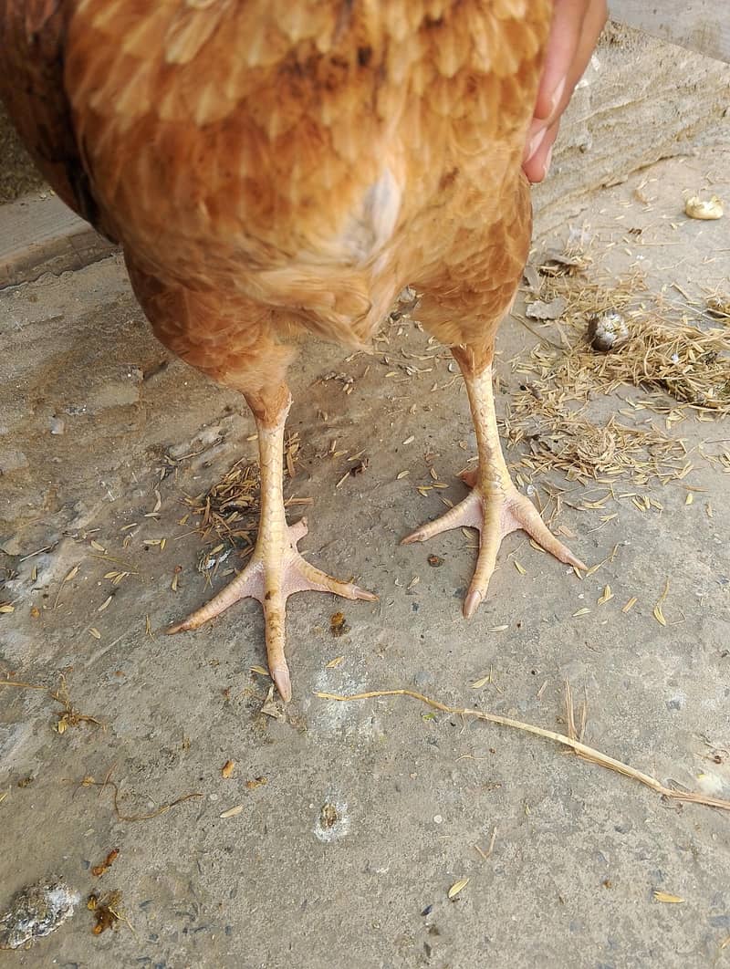 Pakistani murgi ha full tayar ha 1ya2 din ma Andy Dany LG jay gi - Hens ...