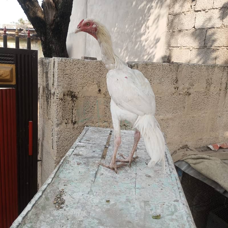Heera aseel |paper white l hens |murgha |aseel chicks| hight quality ...