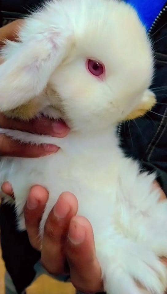 Holland loop Rabbit - Rabbits - 1108698912