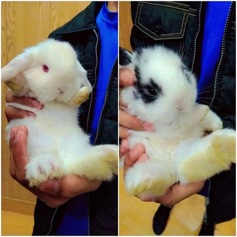 Holland loop Rabbit - Rabbits - 1108698912