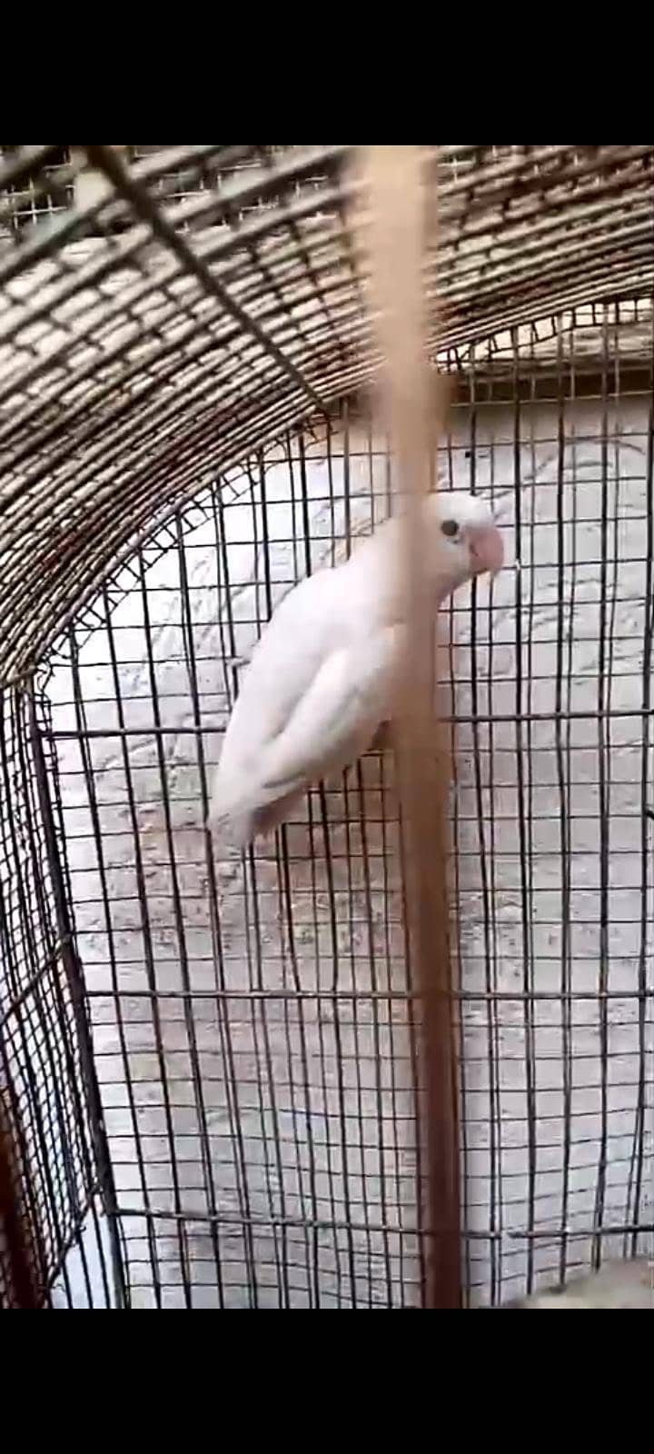 B2 Albino Split ino Male - Parrots - 1108701206