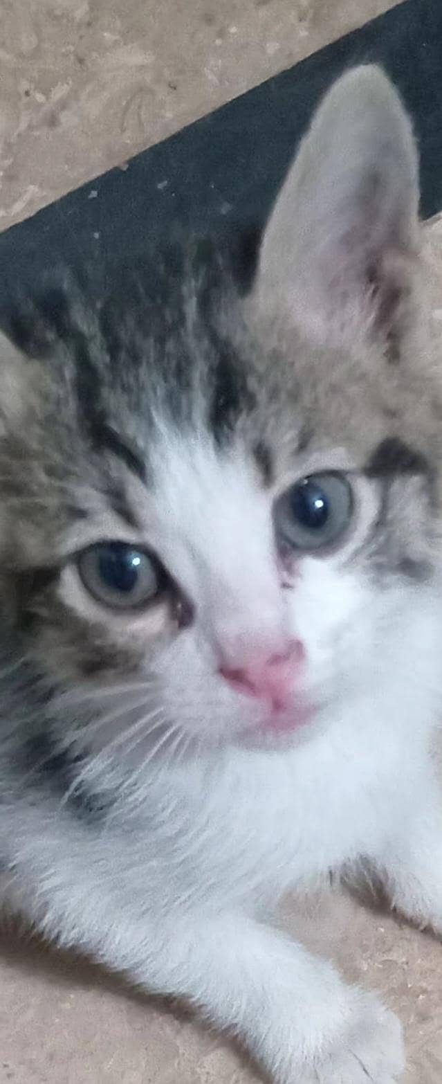 Normal Pakistani cat - Cats - 1108710689