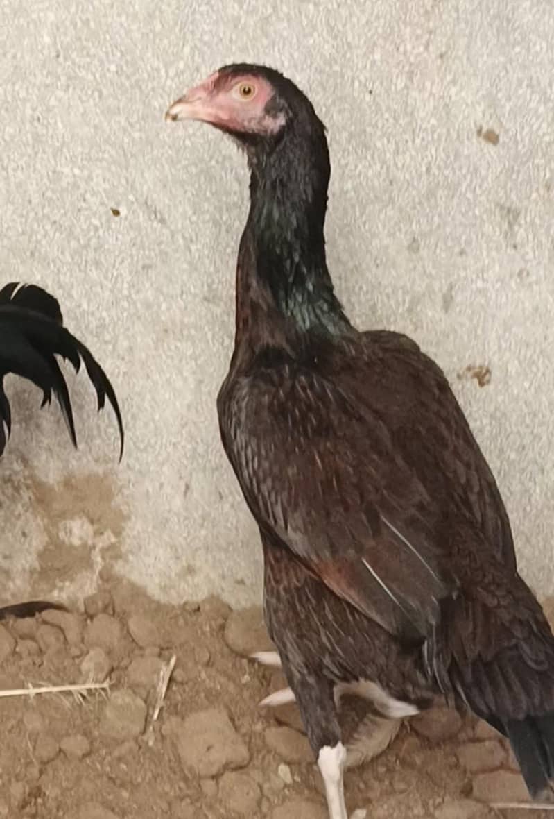 shamo - Hens - 1108713702