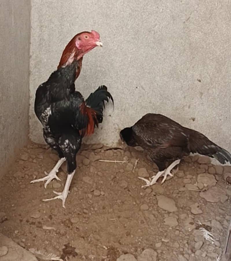 shamo - Hens - 1108713702