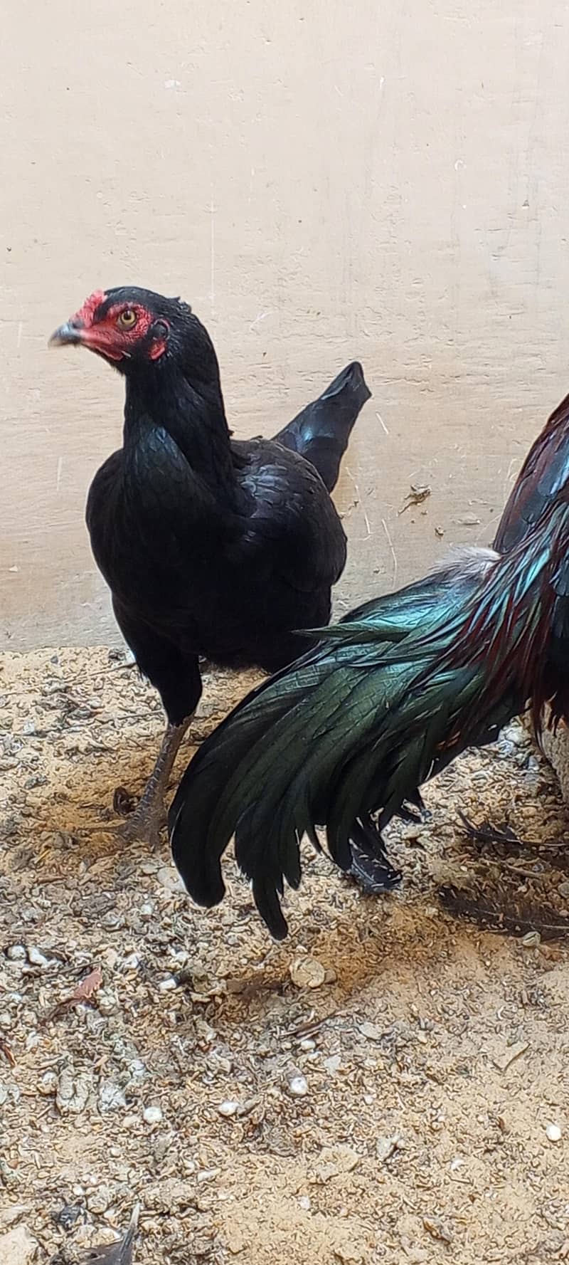 murga - Hens - 1108715151