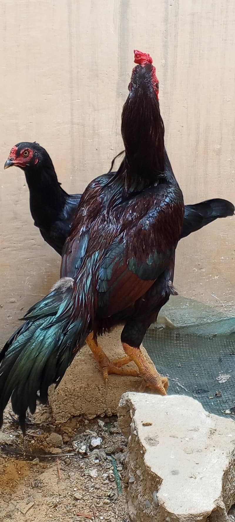 murga - Hens - 1108715151