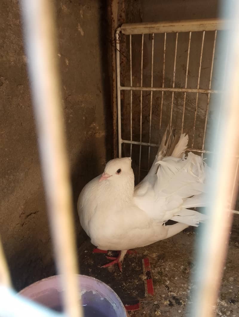 laka kabotar/ laqwa kabotat/ kabutar - Pigeons - 1108715392