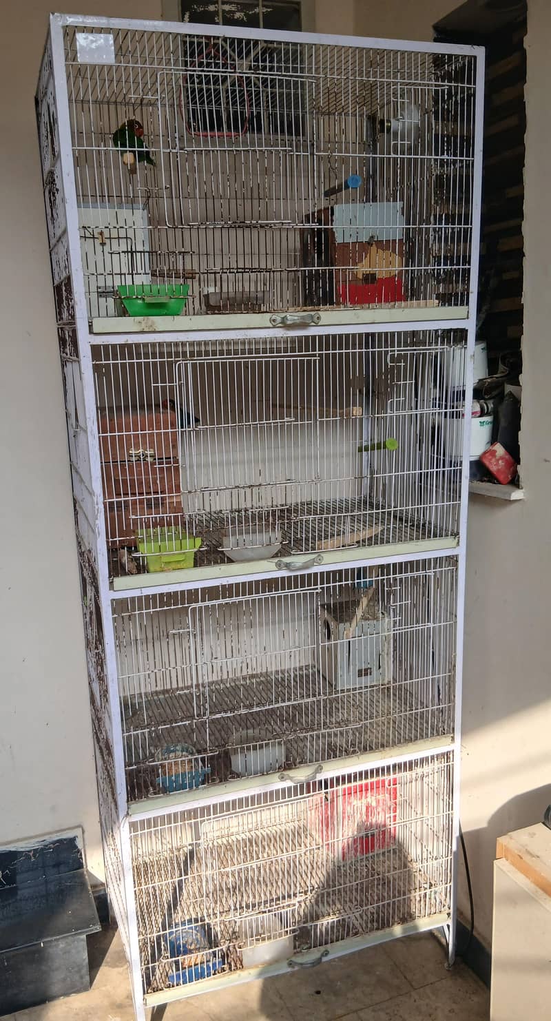 04 Pairs Love Birds & Cage(Separate) - Other Birds - 1108719779