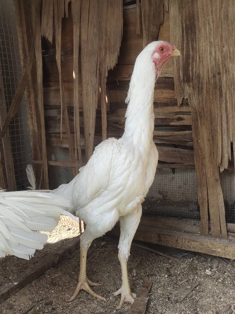 Shamo young pairs (White and colored) - Hens - 1108728829