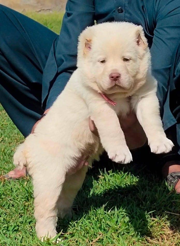 Central Asian Shepherd | King Alabai | Alabai puppy | 3 Months old ...