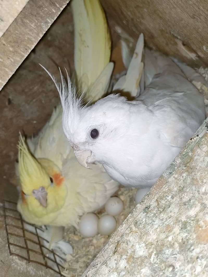 Cocktail & Love birds Breeder pairs - Parrots - 1108753801