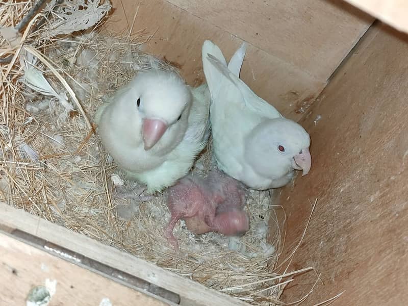 Cocktail & Love birds Breeder pairs - Parrots - 1108753801