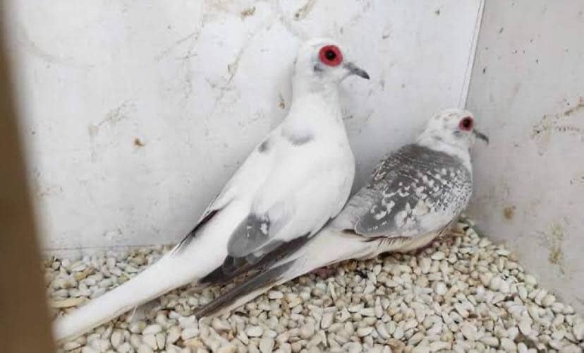 Diamond,Red,Blue Pied Doves Home Breed Superb Quality - Doves - 1108754723