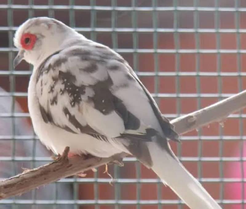 Diamond,Red,Blue Pied Doves Home Breed Superb Quality - Doves - 1108754723