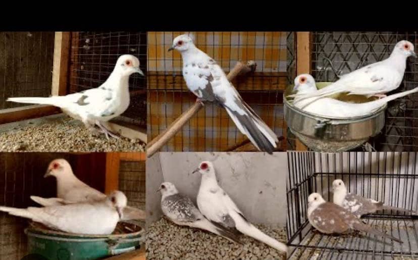 Diamond,Red,Blue Pied Doves Home Breed Superb Quality - Doves - 1108754723