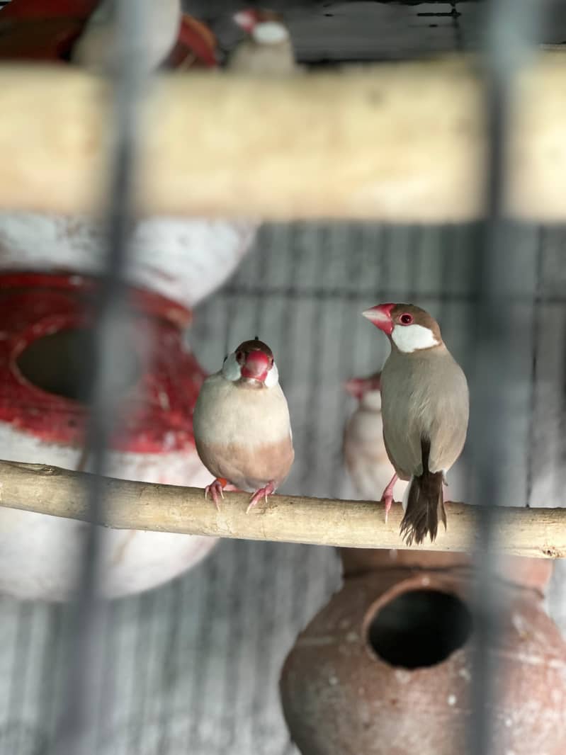 Java birds fan Java and albino java - Other Birds - 1108757008