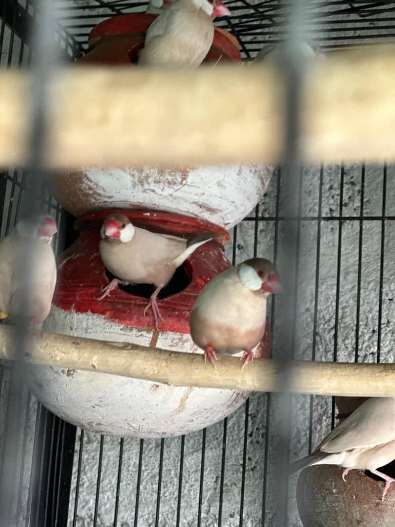 Java birds fan Java and albino java - Other Birds - 1108757008