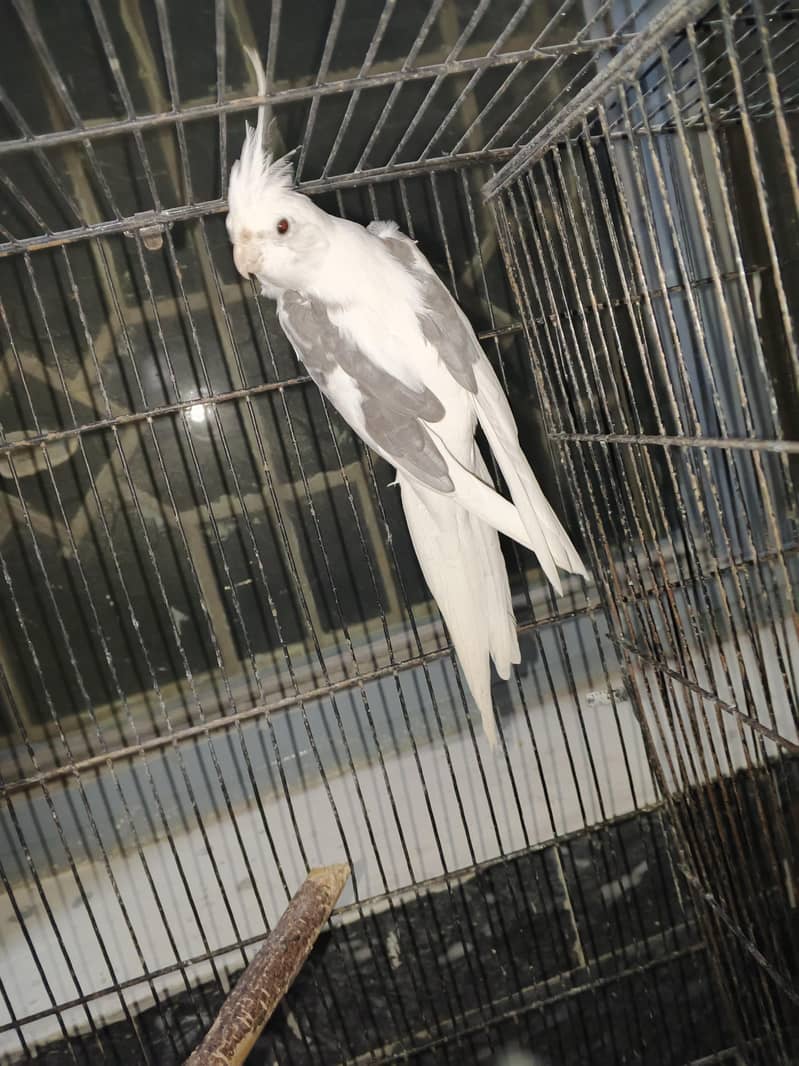 vpeid and Common white male. - Parrots - 1108740928