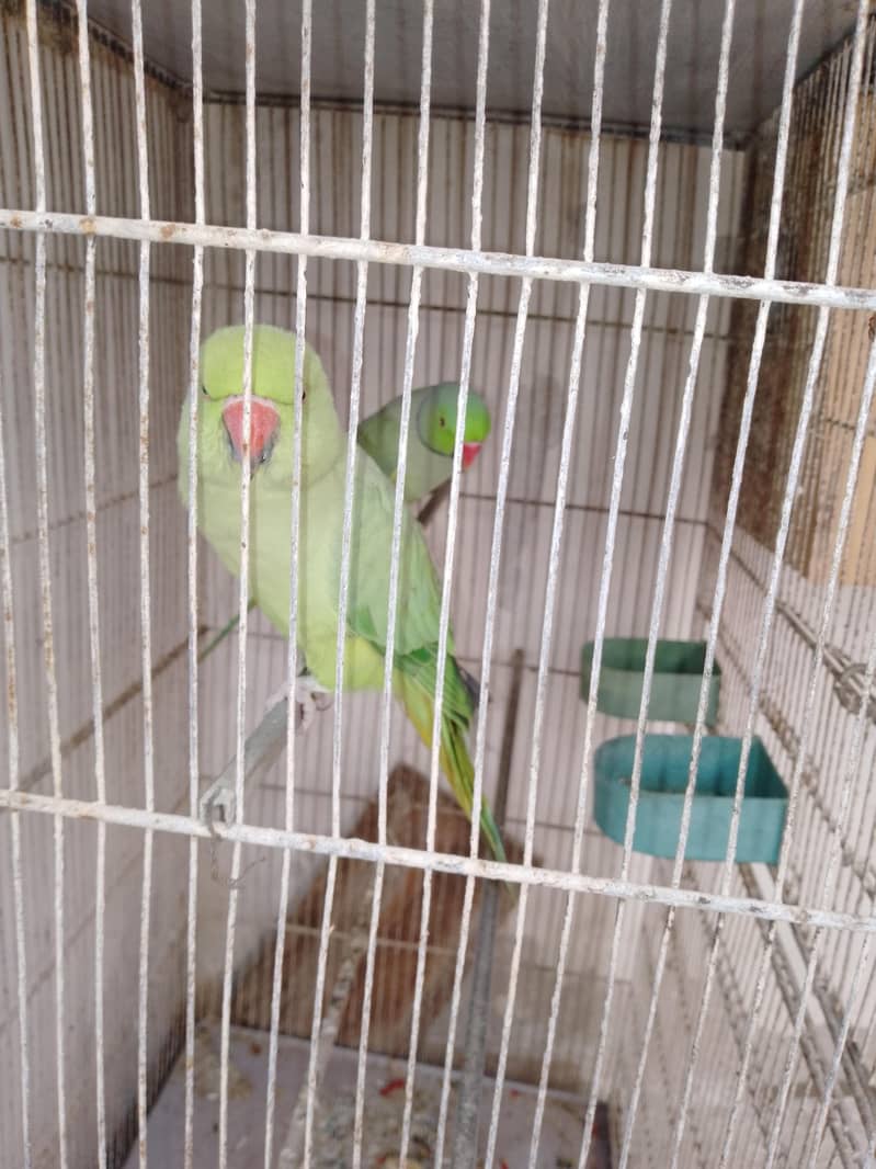 ringnack talking pear for sale - Parrots - 1108767952