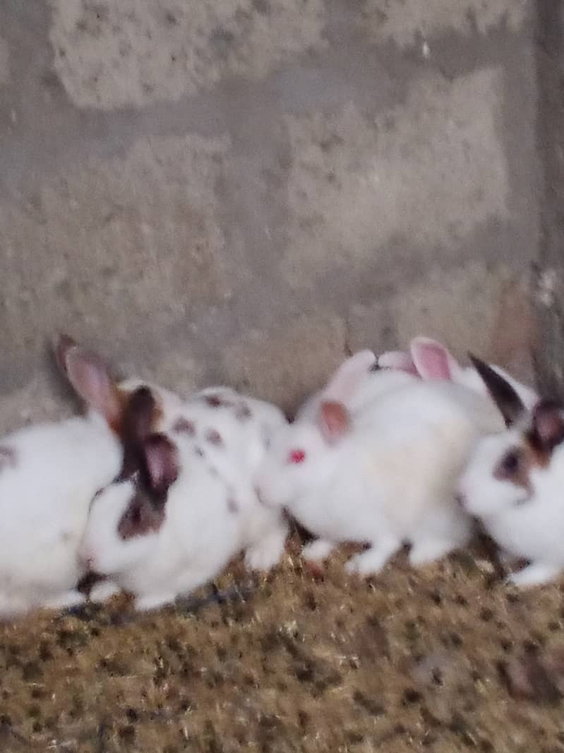 Rabbit - Rabbits - 1108768238