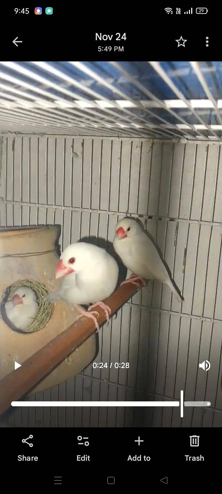 white and silver Java Birds - Finches - 1108769438